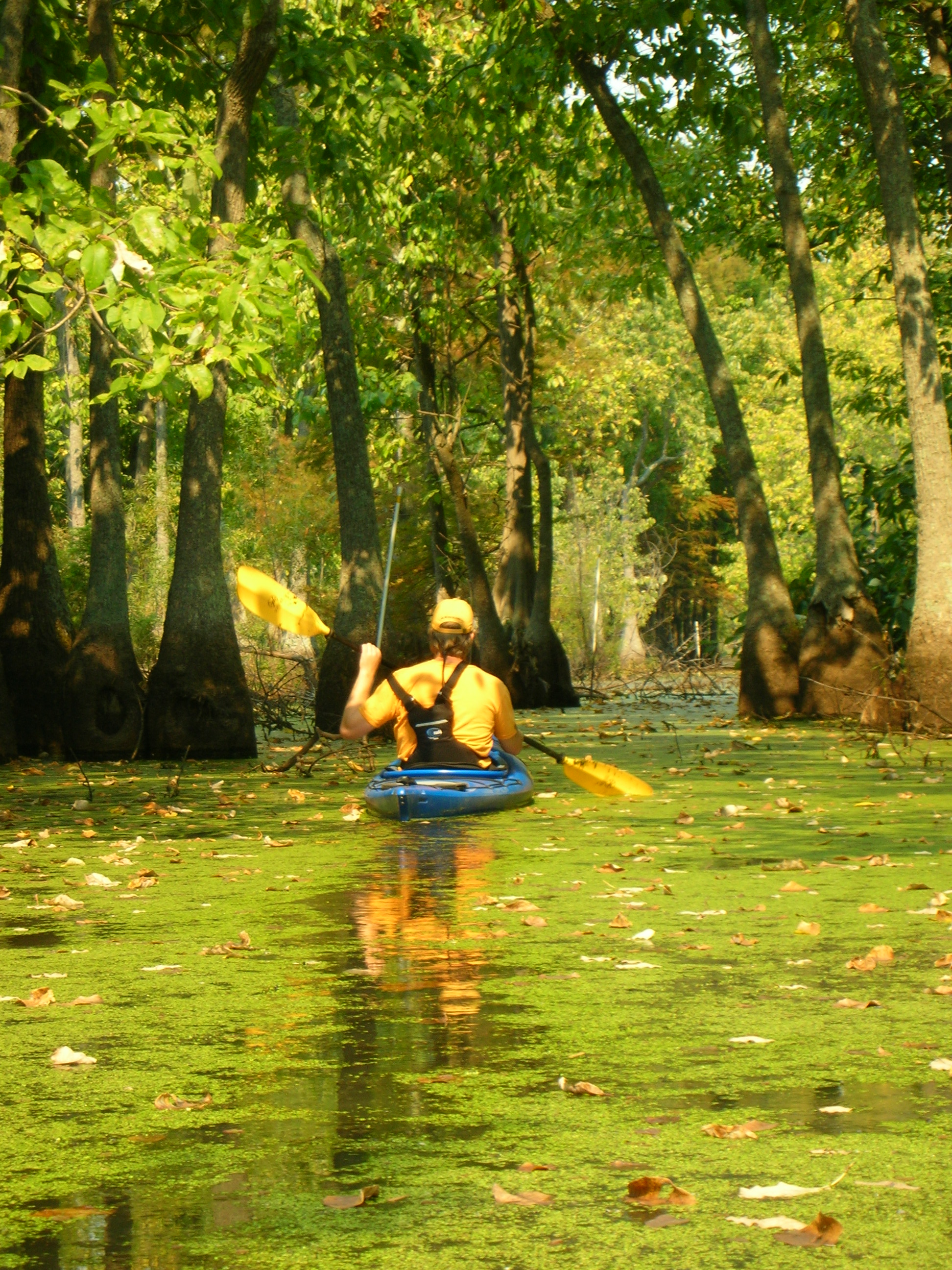 Dr. Scott J. Meiners, Professor