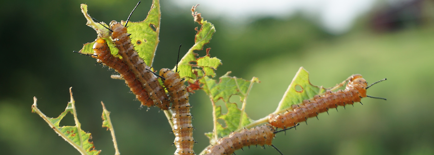 Dr. Scott J. Meiners, Professor